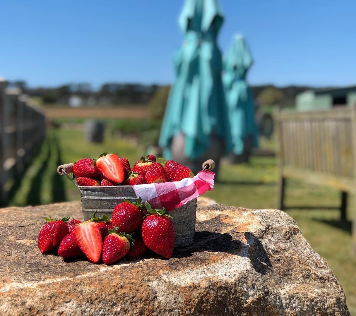 The Mornington Peninsula - Yurt Hideaway